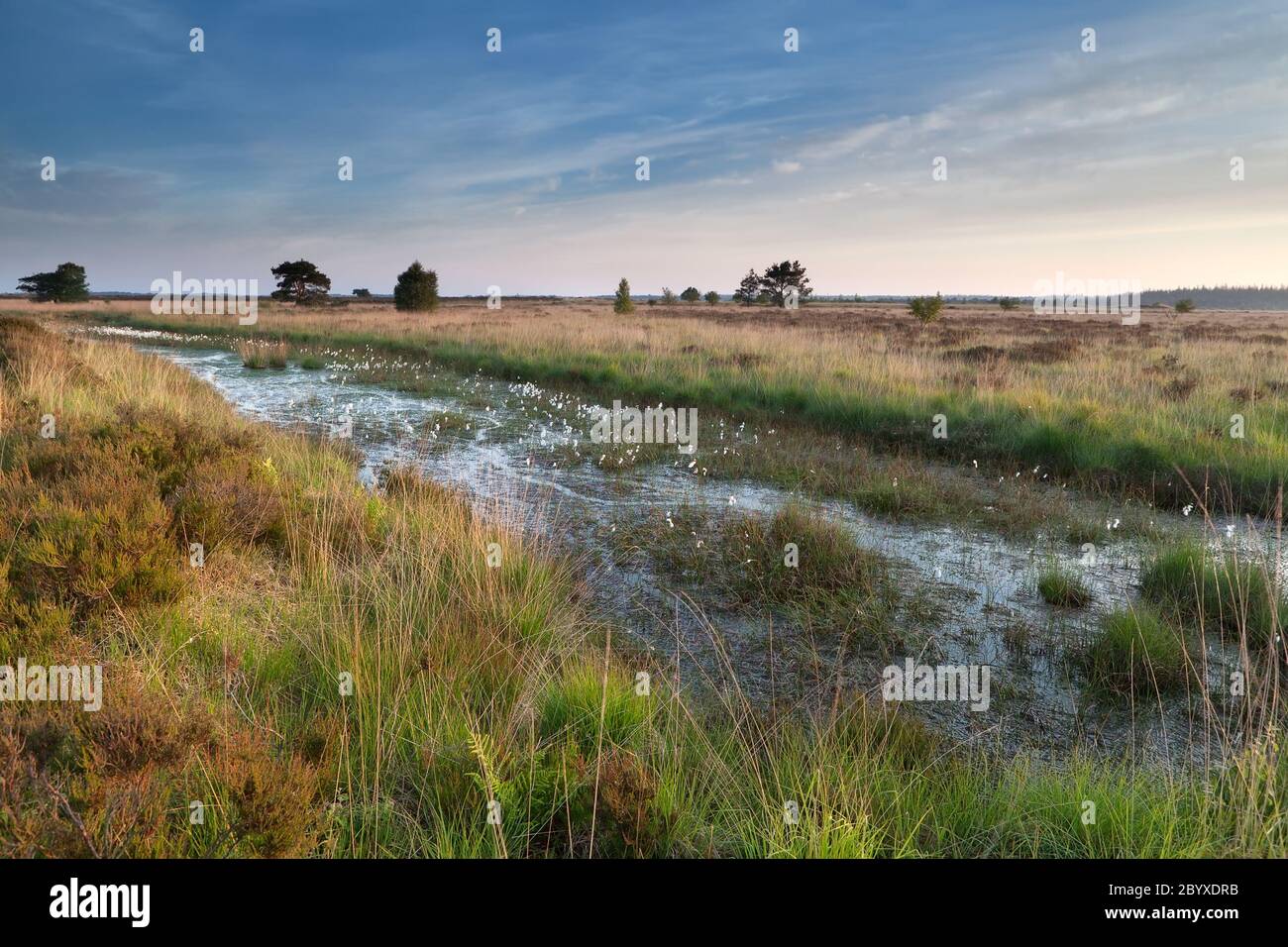 gold morning sunshine over marsh Stock Photo - Alamy