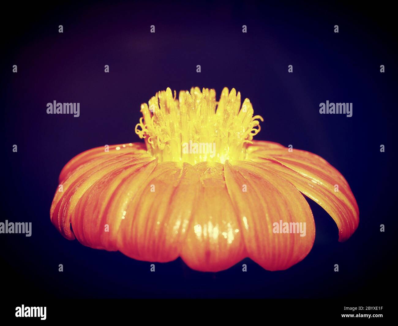 Beautiful flower in filter images Stock Photo - Alamy