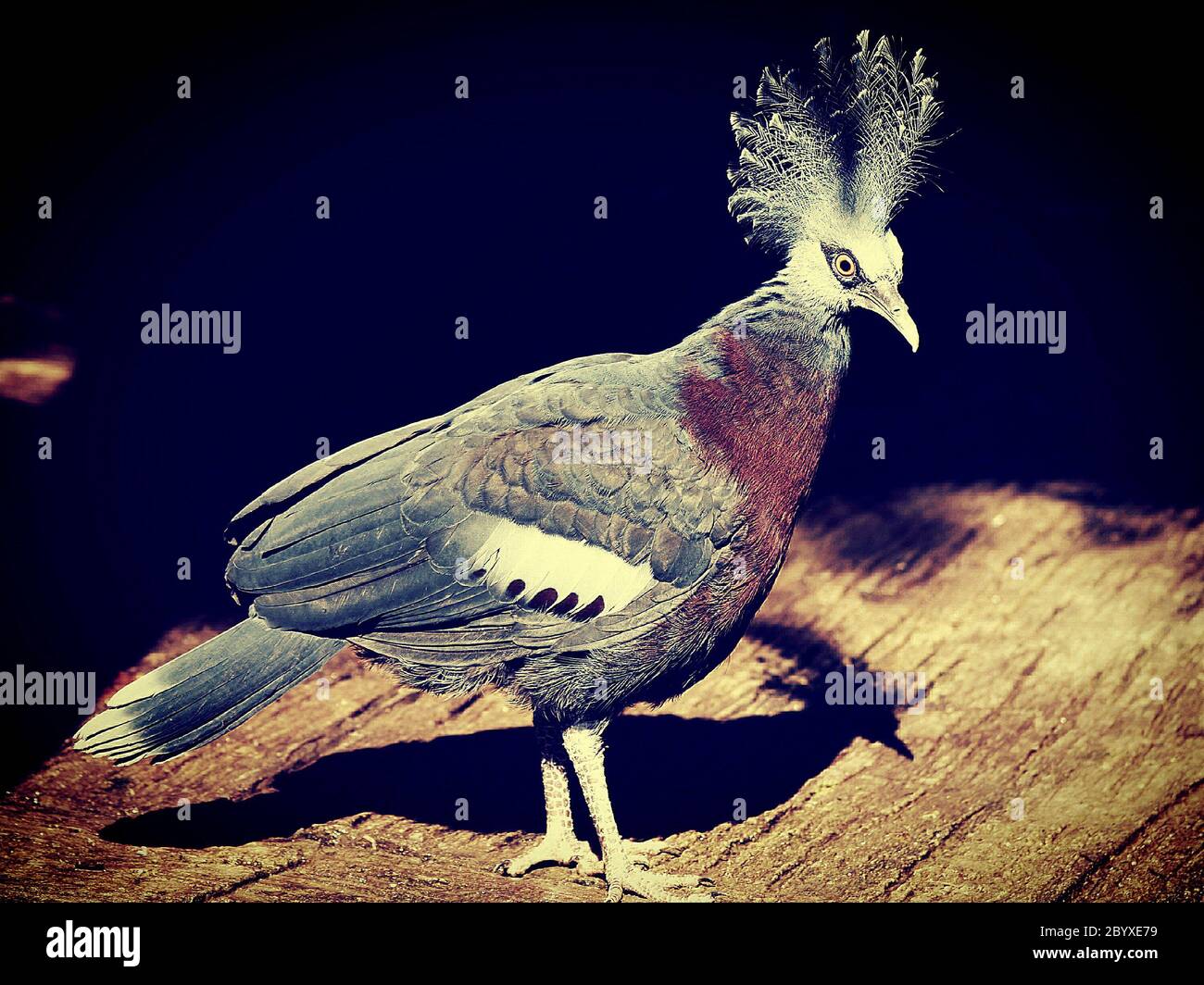 Bird zoo hi-res stock photography and images - Alamy