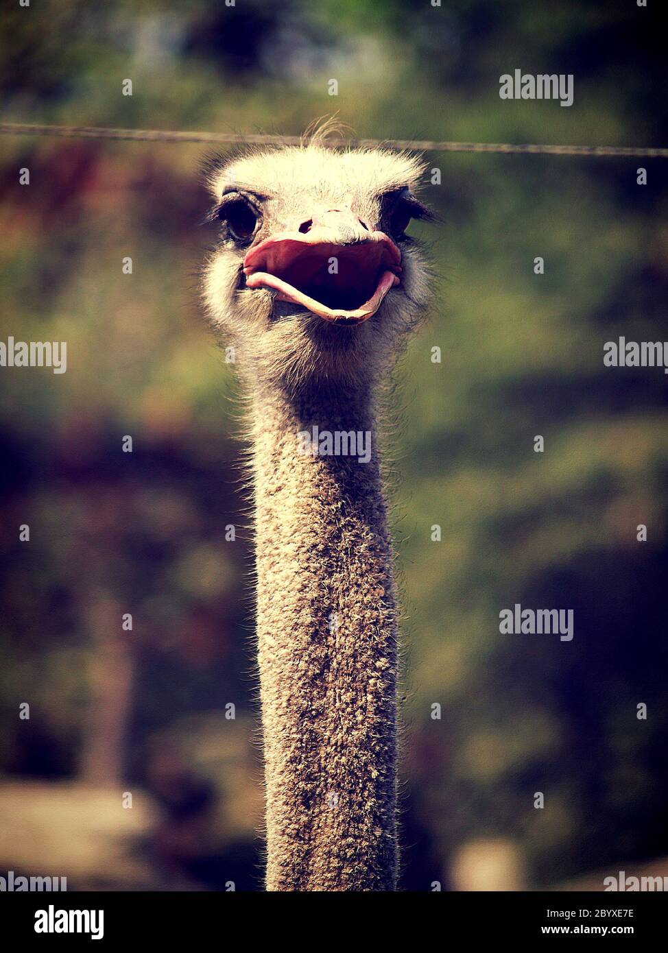 Ostrich head closeup Stock Photo - Alamy