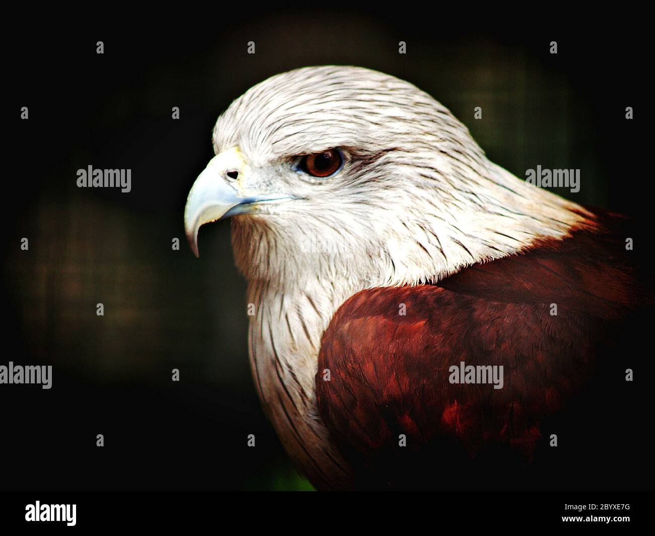 Close up bald eagle face hi-res stock photography and images - Alamy