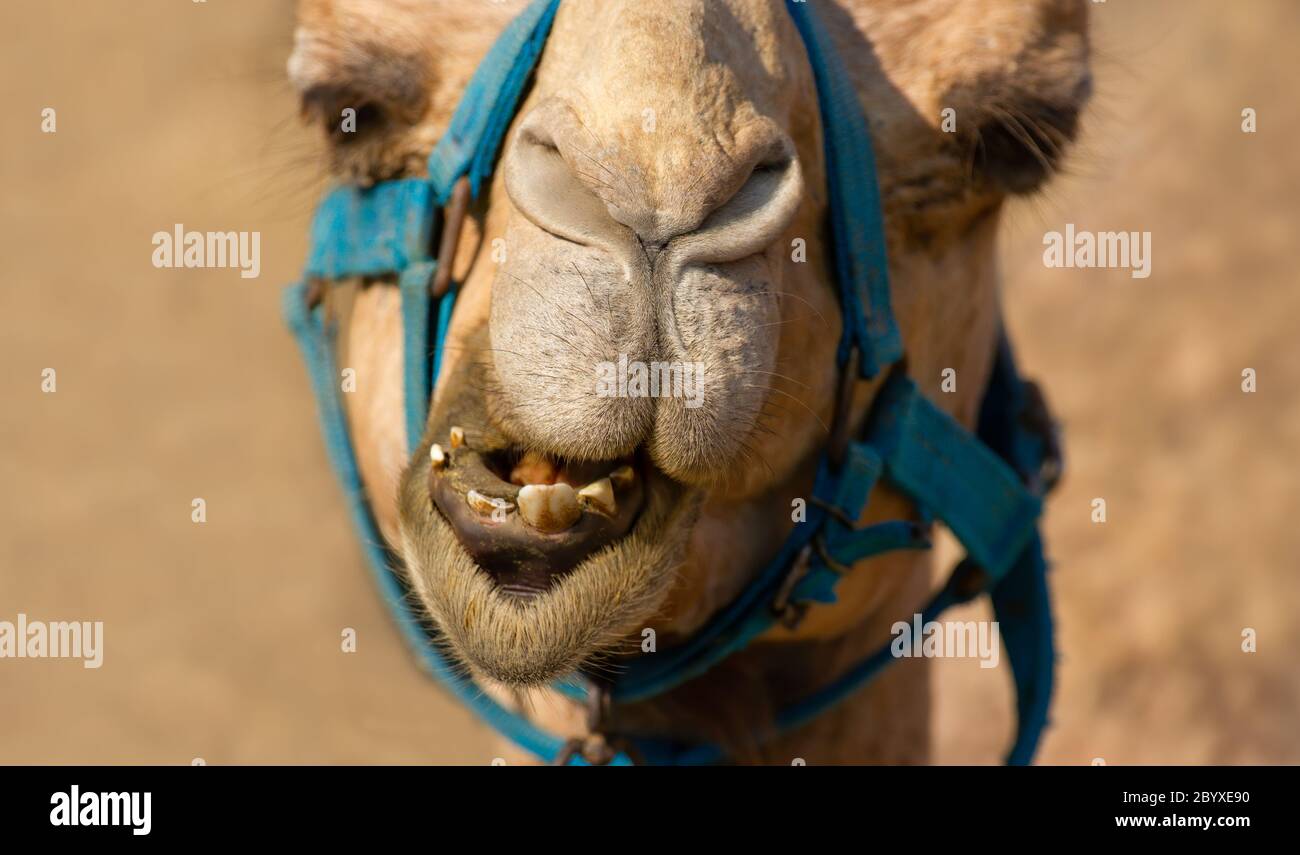 Funny Looking Camel