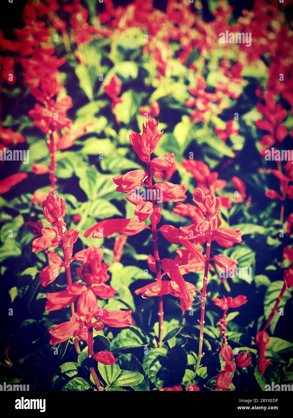 Beautiful flower in nature edit by filter images Stock Photo - Alamy