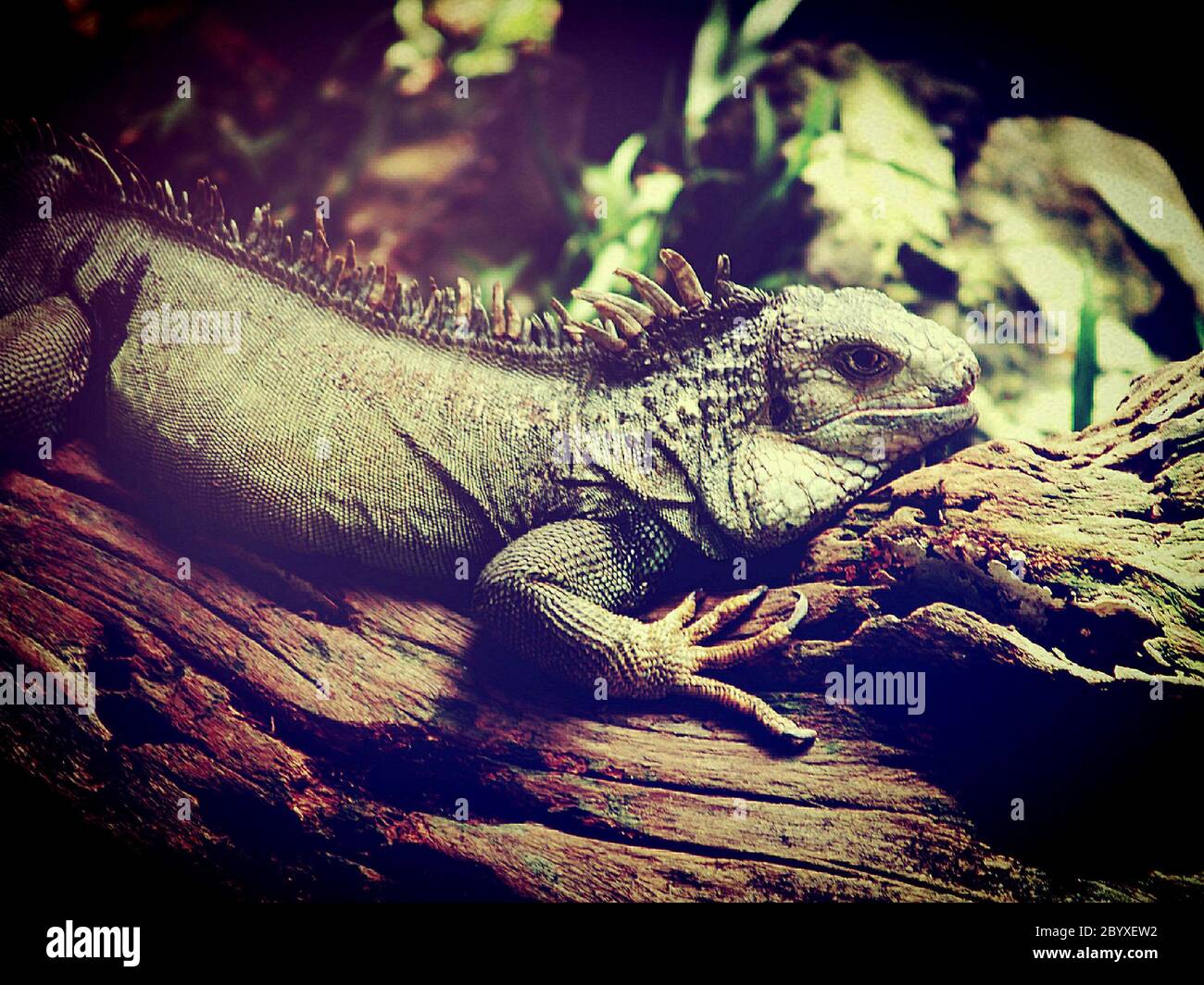 iguana lizard dragon in zoo Stock Photo - Alamy