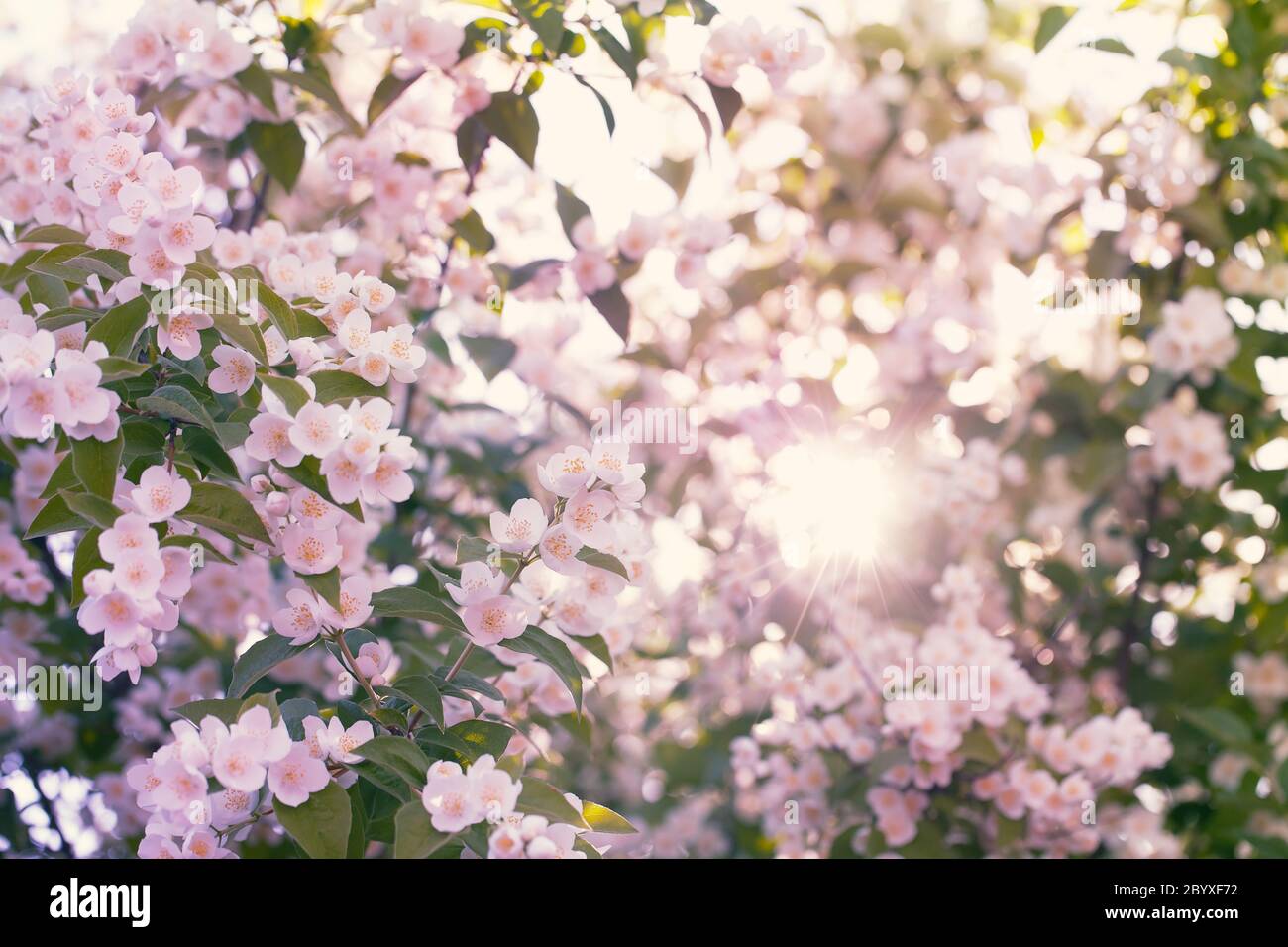 Tree flare hi-res stock photography and images - Alamy