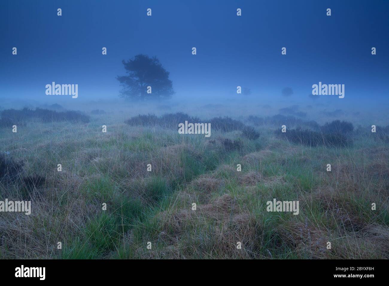 Misty Marsh High Resolution Stock Photography and Images - Alamy