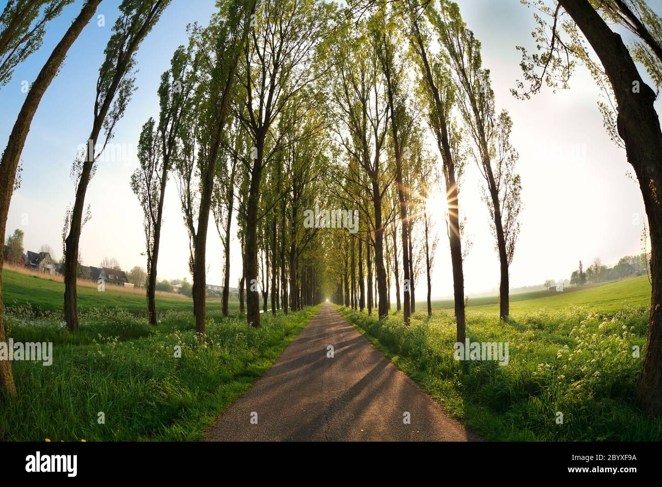 Tree over road hi-res stock photography and images - Alamy