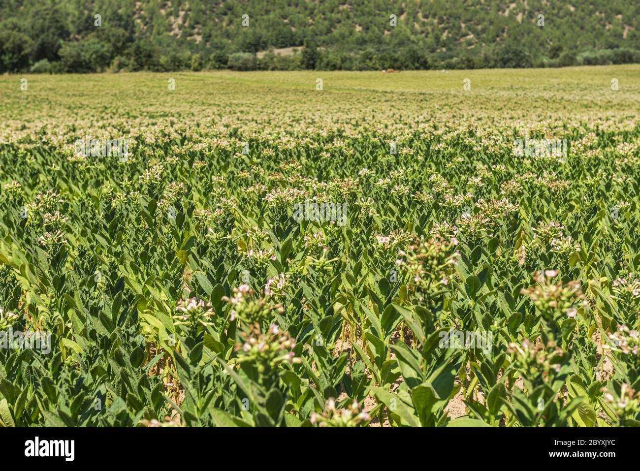 Tobacco industry horizontal hi-res stock photography and images - Alamy
