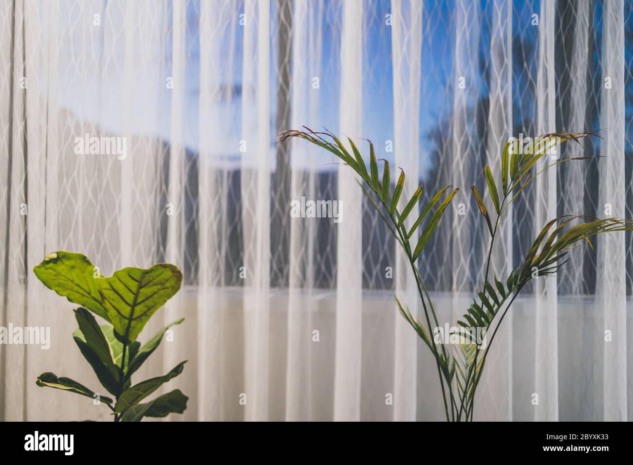 palm tree and fiddle leaf fig indoor next to a big window with sunset ...