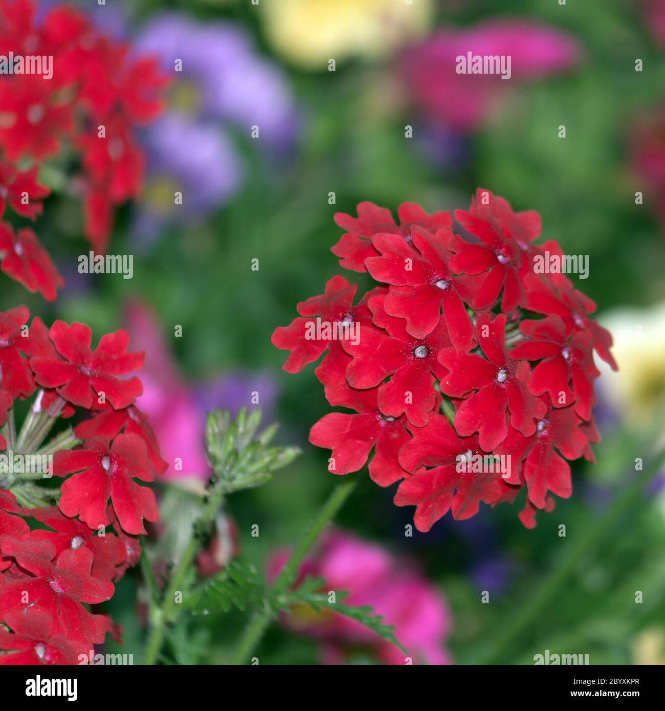 Verbena flowers hi-res stock photography and images - Alamy