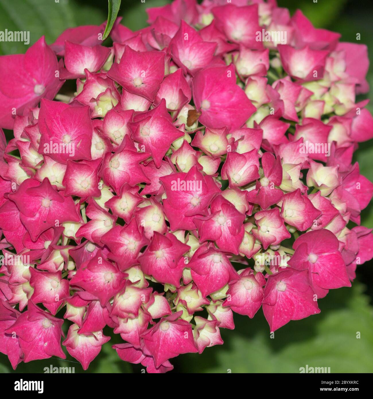 Pink hydrangea hi-res stock photography and images - Alamy