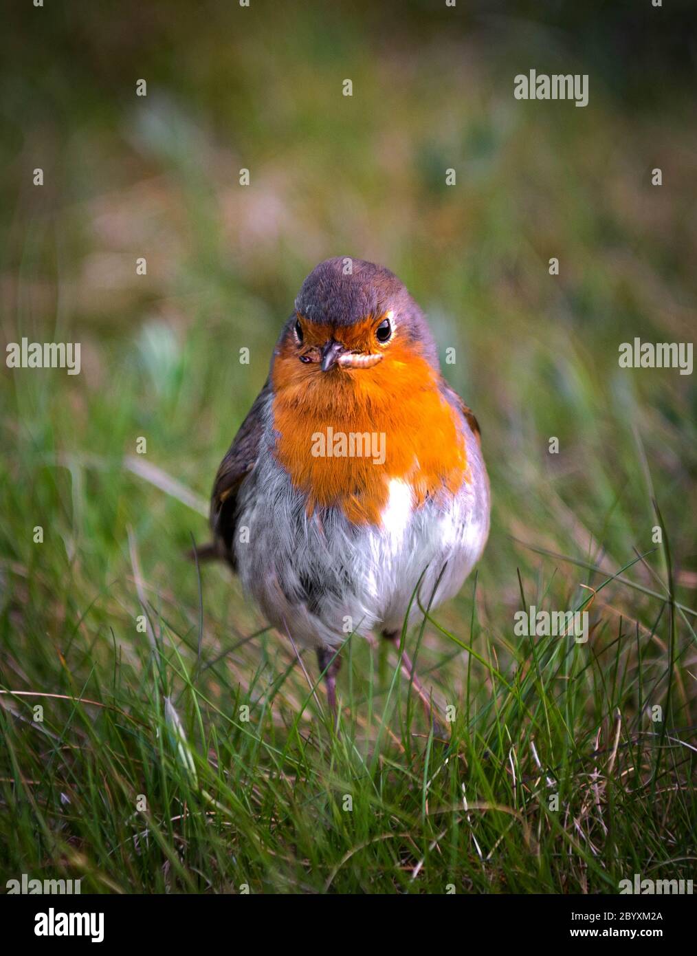 A European Robin feeding in the Peak District, Derbyshire Stock Photo ...