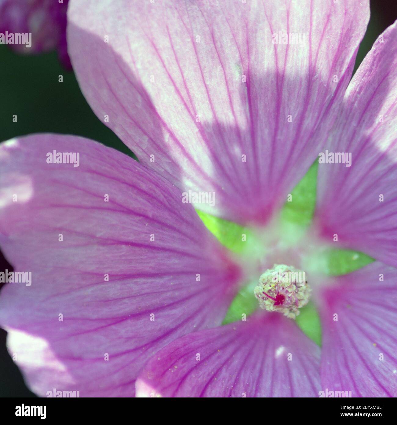 Kapmalve hi-res stock photography and images - Alamy