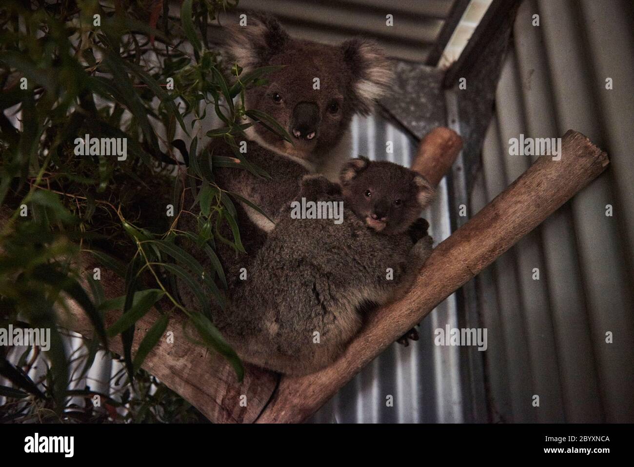 Orphaned baby koala hi-res stock photography and images - Alamy