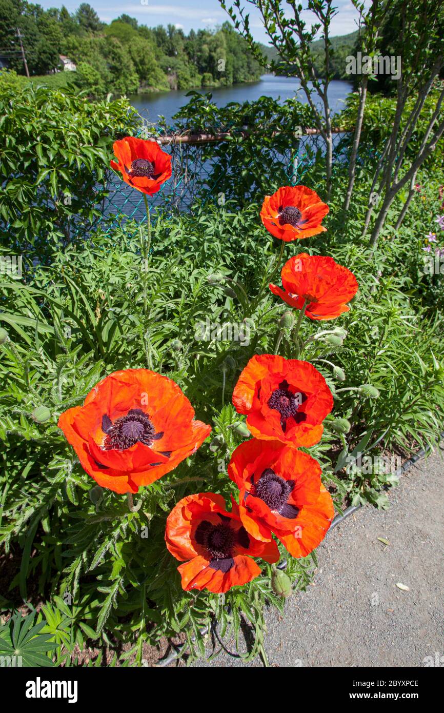 Bridge flowers deerfield river hi-res stock photography and images - Alamy