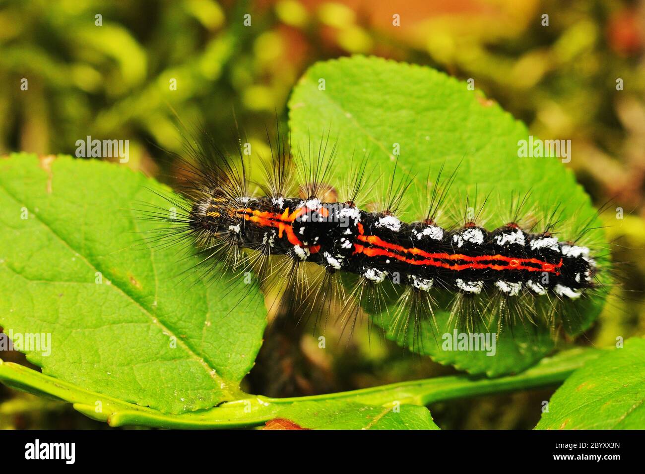 Gold tail moth hi-res stock photography and images - Alamy