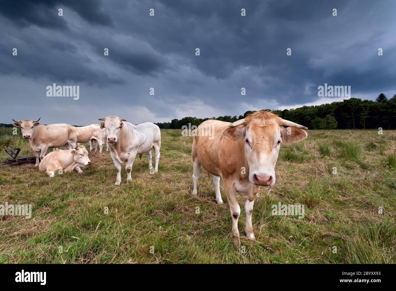 Dark Cows High Resolution Stock Photography and Images - Alamy