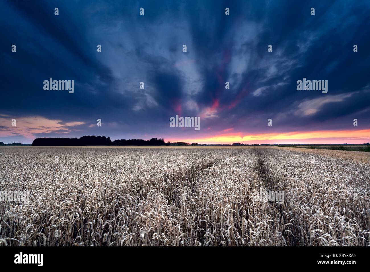 dramatic sunset over wheat field Stock Photo - Alamy