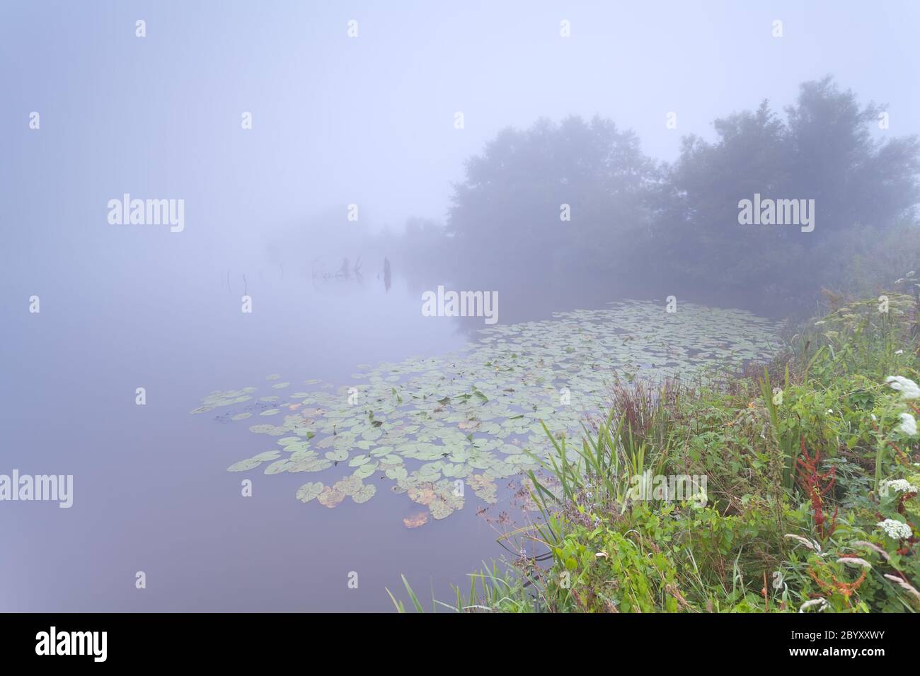 Dense mist hi-res stock photography and images - Alamy