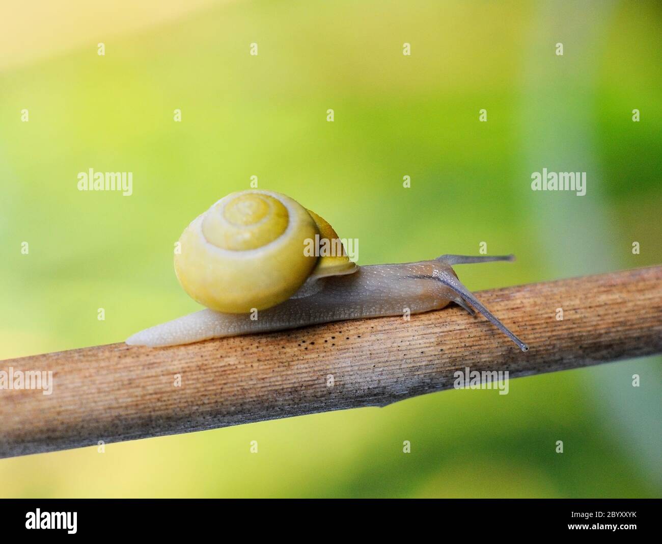 Snail crawling on a blade of grass uphill Stock Photo - Alamy