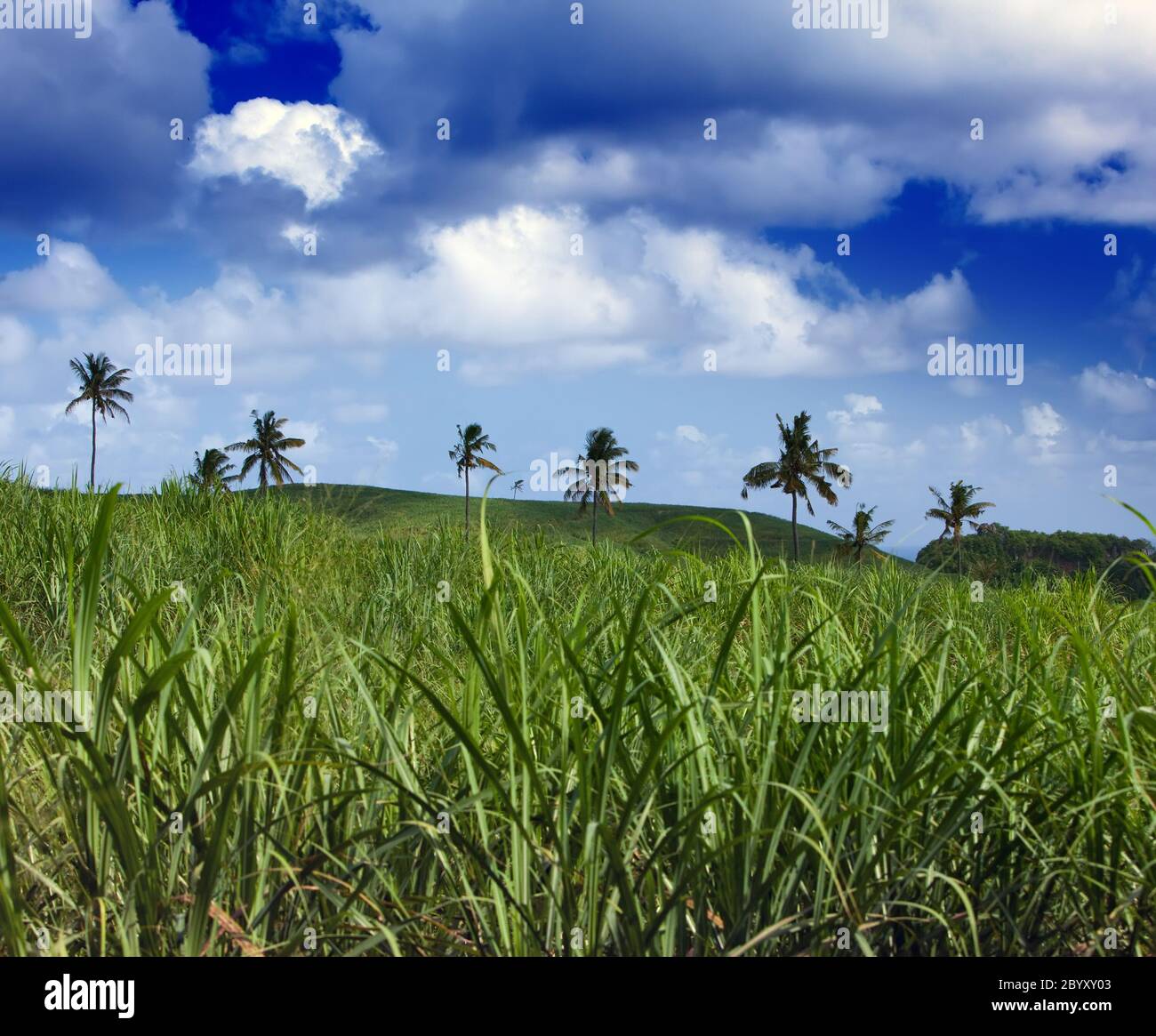 Palm trees on green hills and the blue sky with cl Stock Photo - Alamy