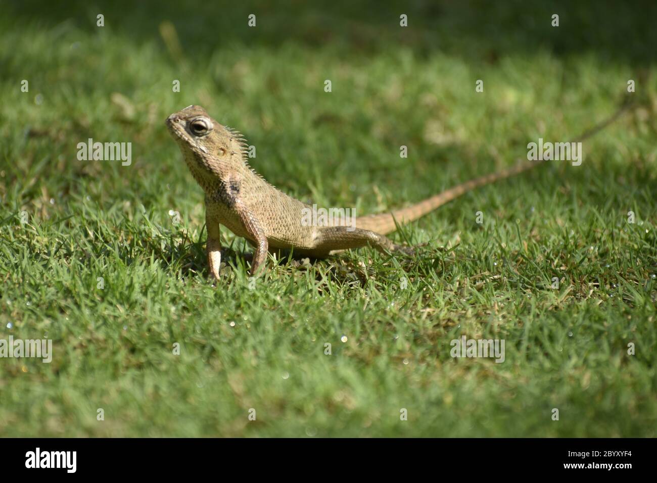 Beautiful garden lizard hi-res stock photography and images - Alamy