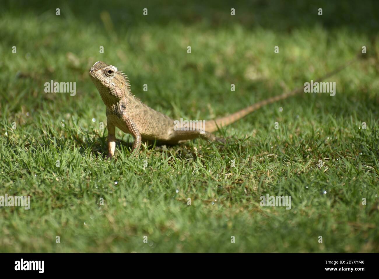Indoor breeding of animals hi-res stock photography and images - Alamy