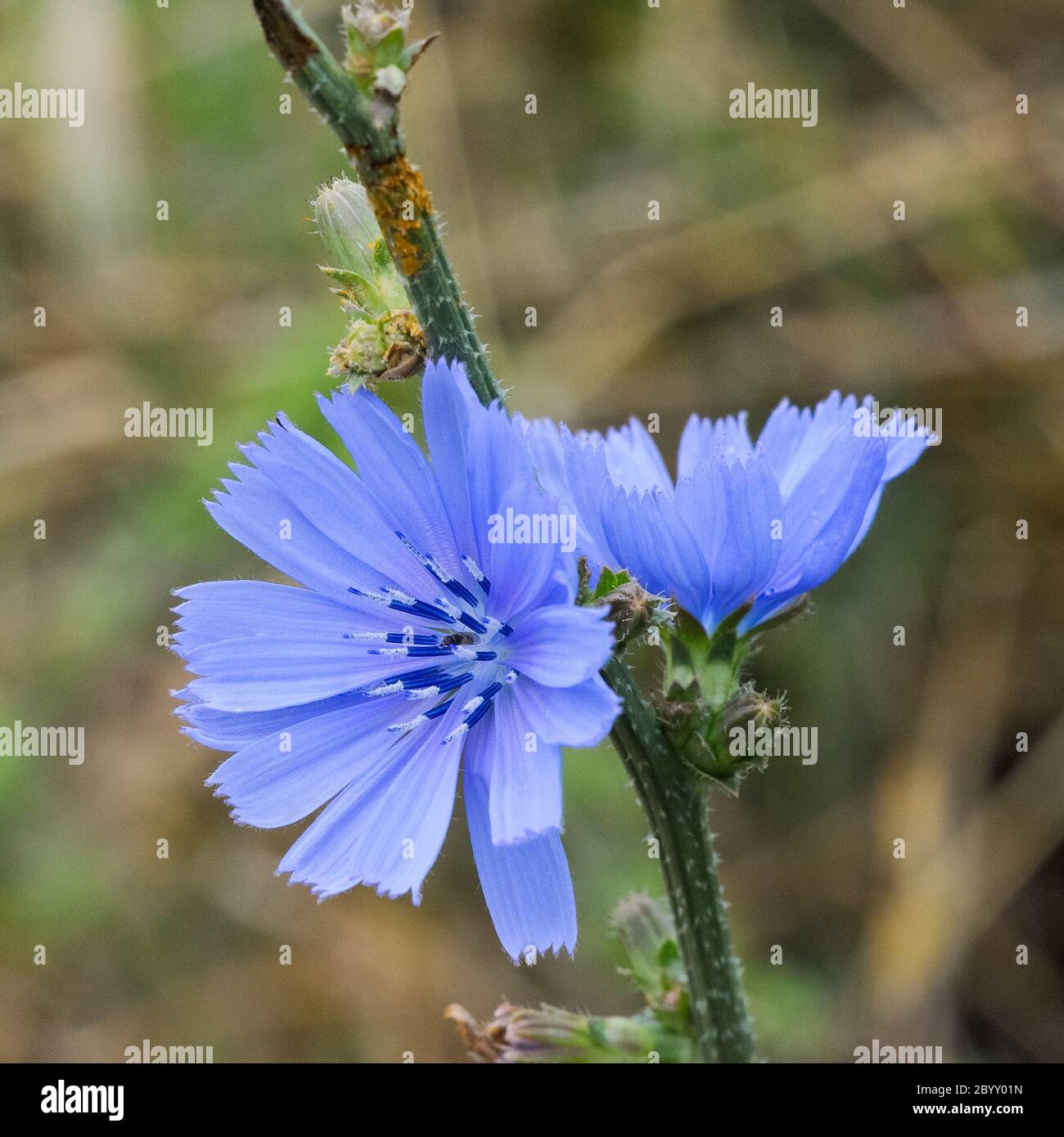 Flower of wild chicory Stock Photo - Alamy