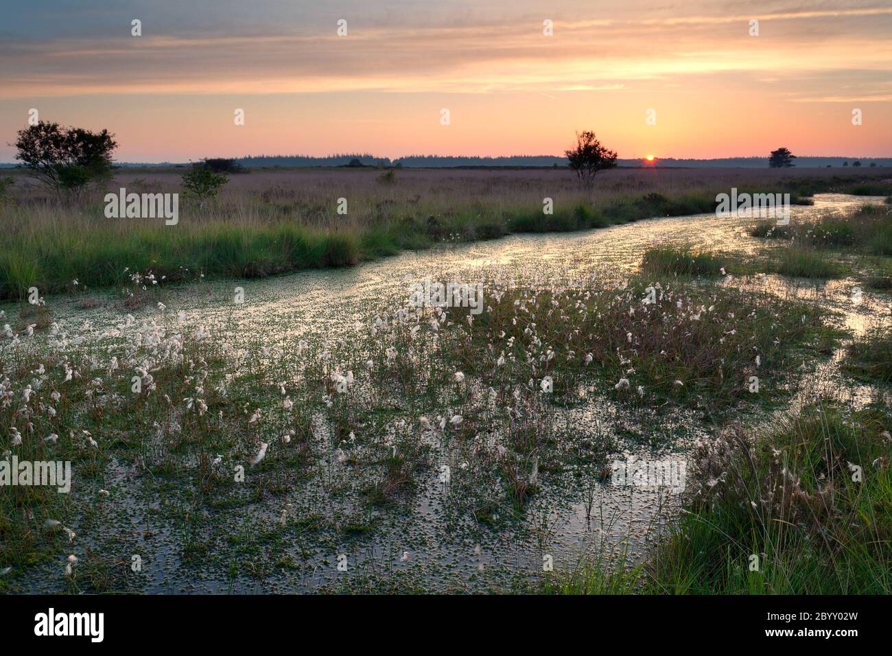 Spring in swamp hi-res stock photography and images - Alamy