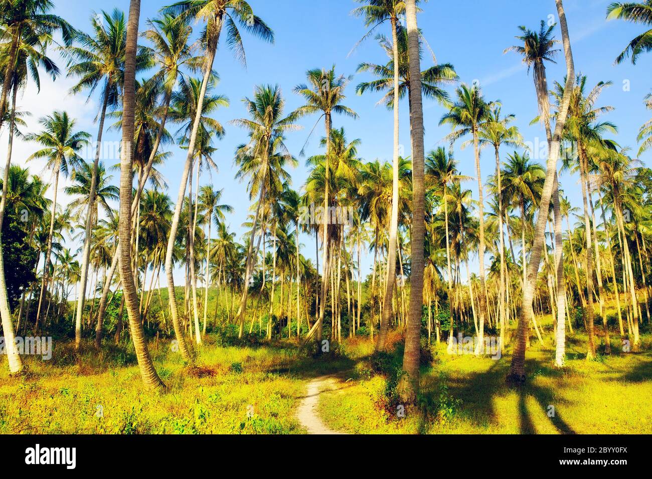 Thai coconut palm forest hi-res stock photography and images - Alamy