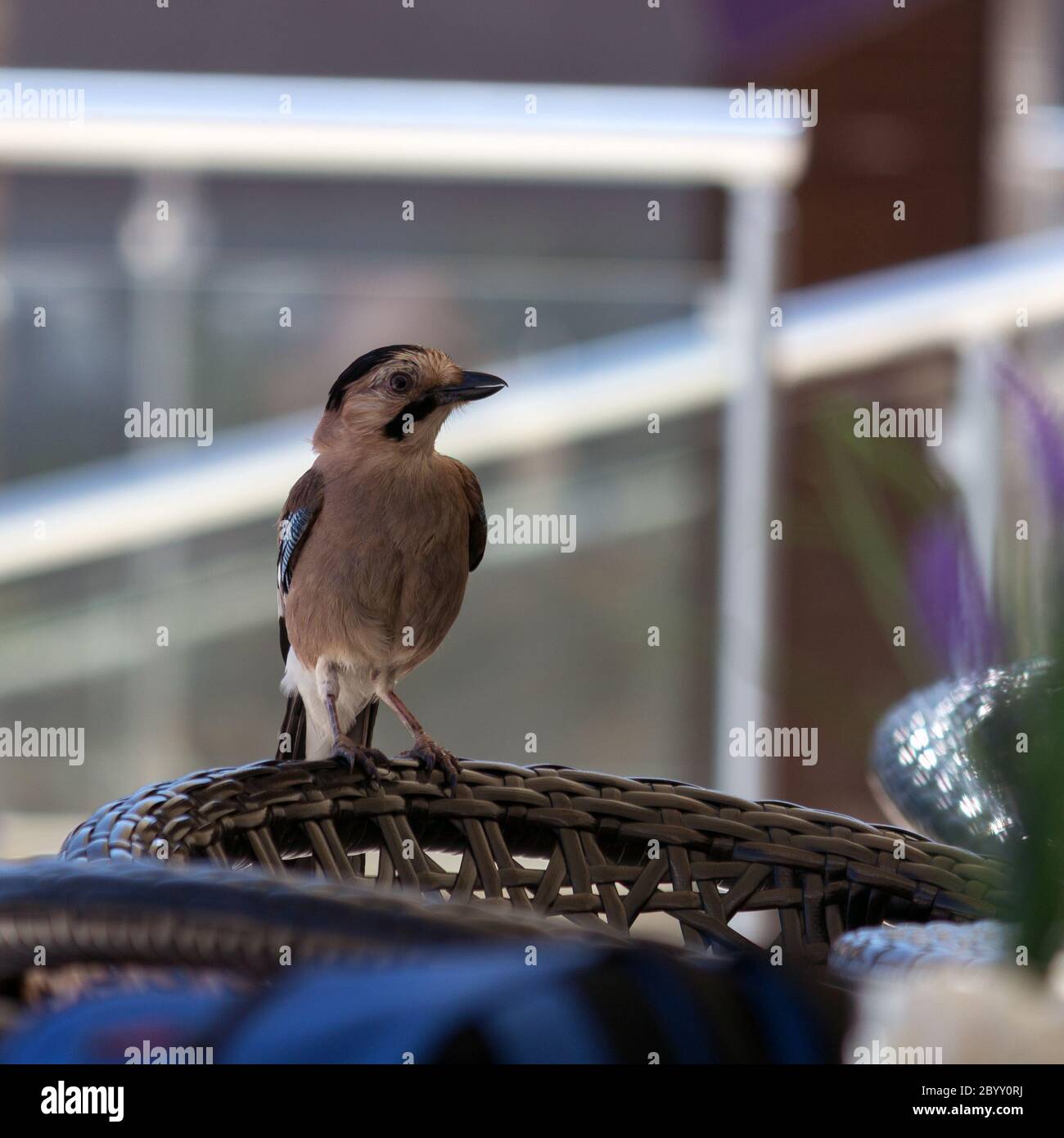 Cheeky chair hi-res stock photography and images - Alamy