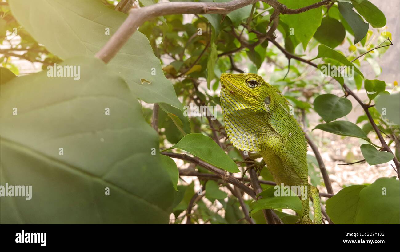 An iguana that is camouflaging on green plants. Igunana is an animal ...