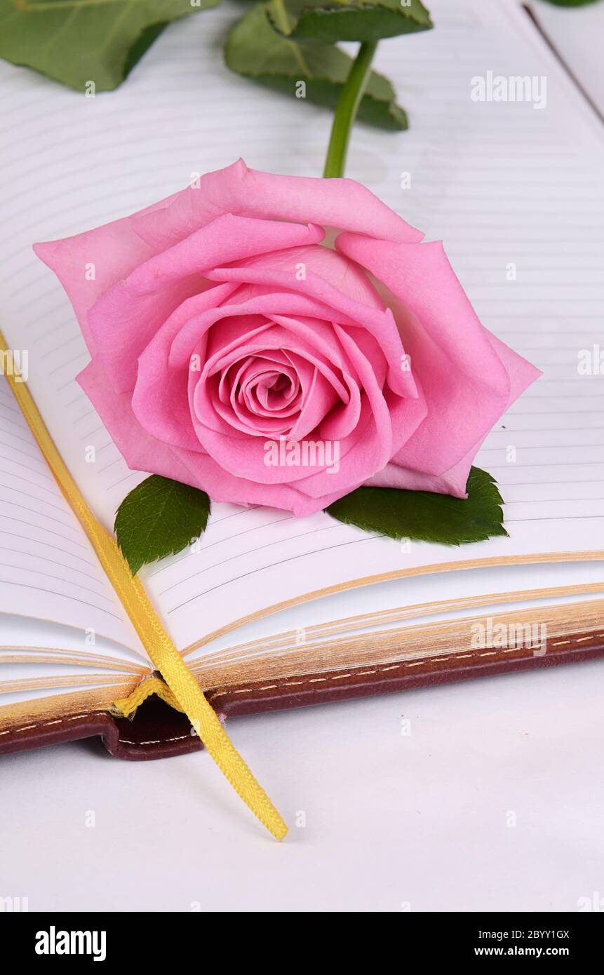 The rose on the book Stock Photo - Alamy