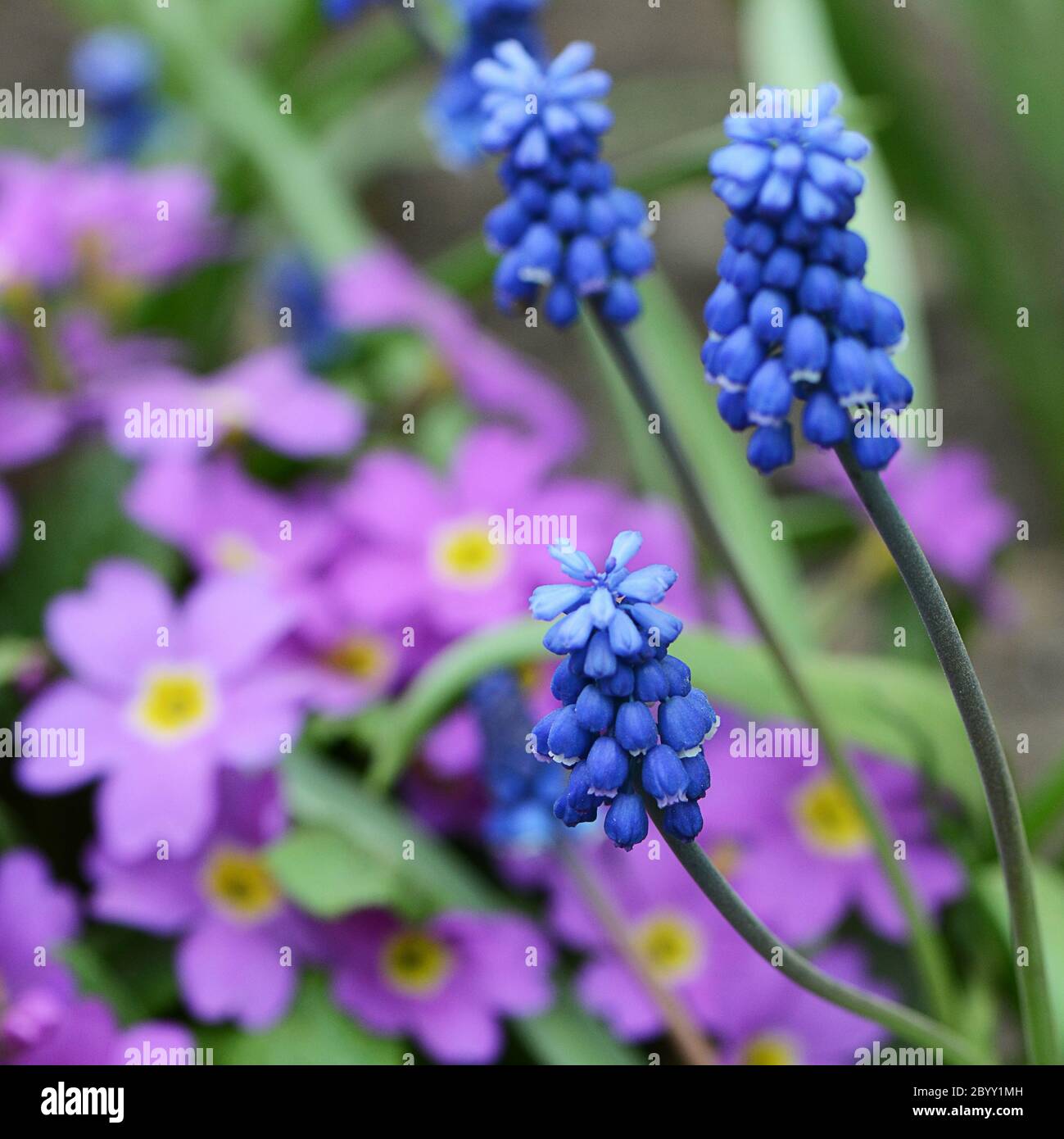 Blue spring flowers in the garden Stock Photo - Alamy