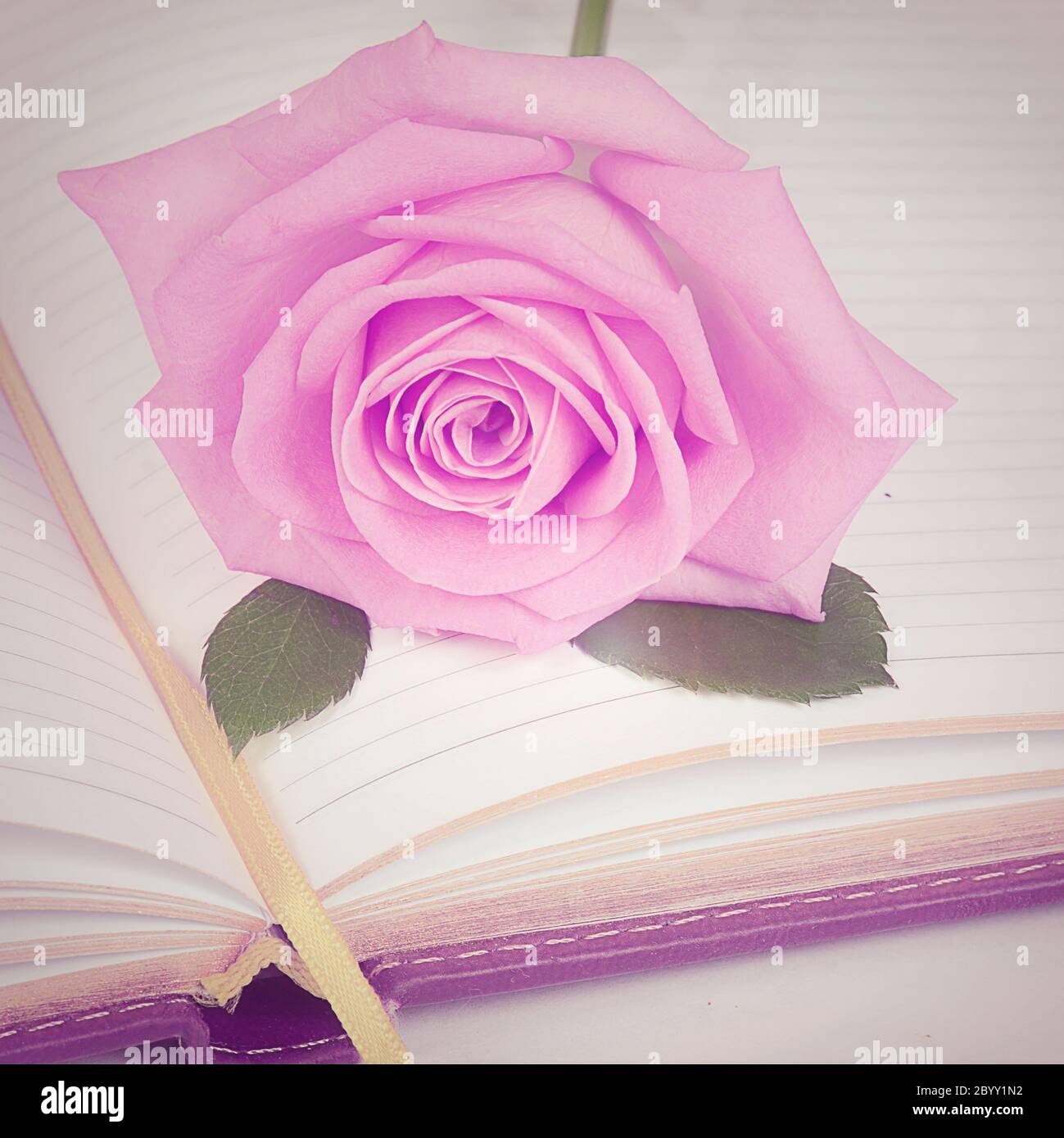 The rose on the book Stock Photo - Alamy