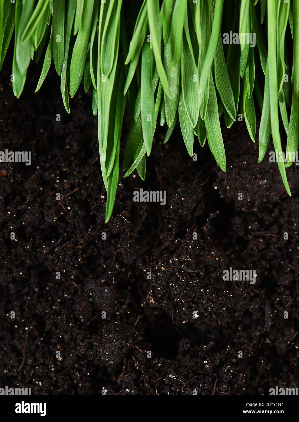 Green grass with a ground Stock Photo - Alamy