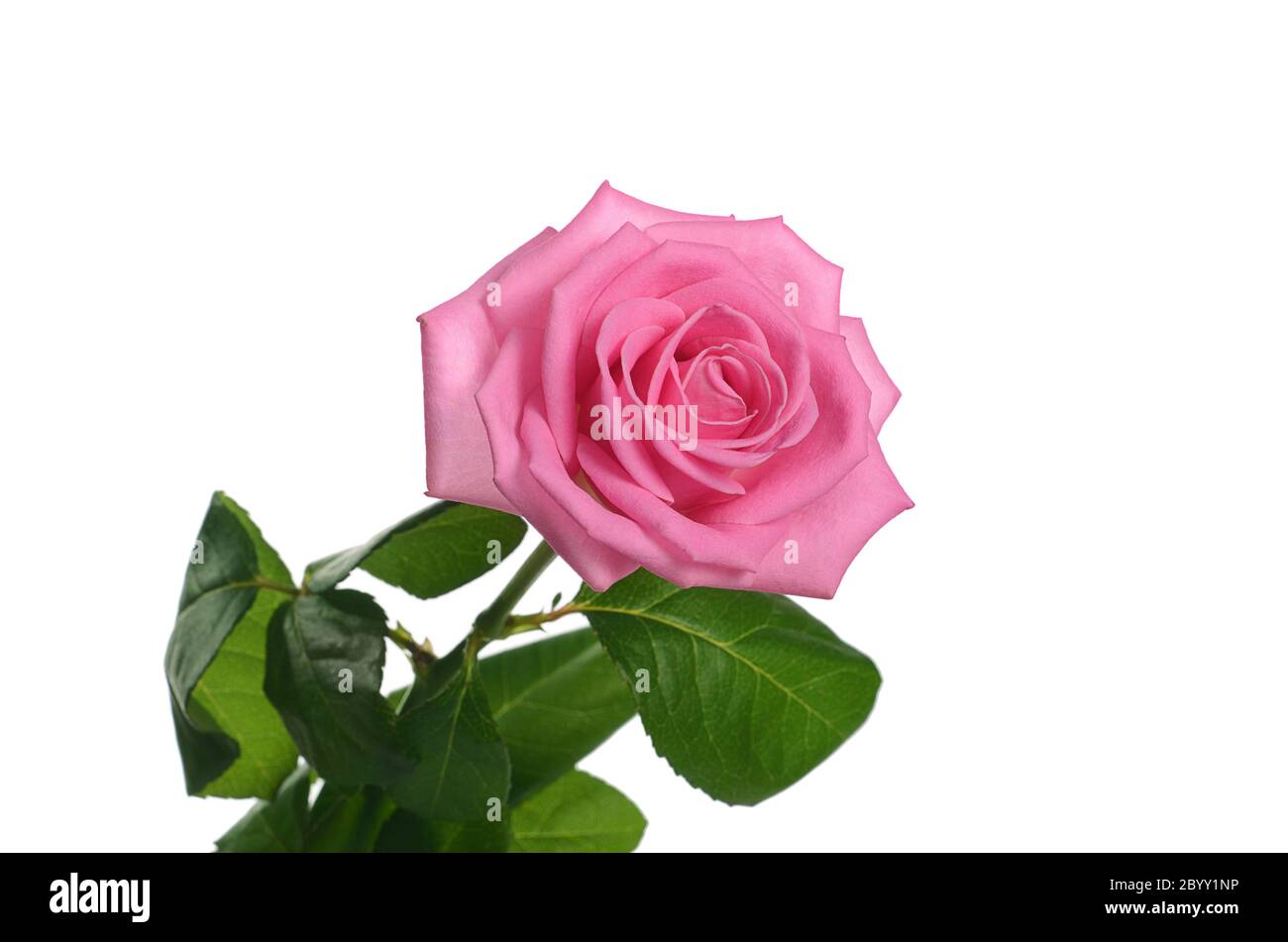 Gentle pink rose flowers Cut Out Stock Images & Pictures - Alamy