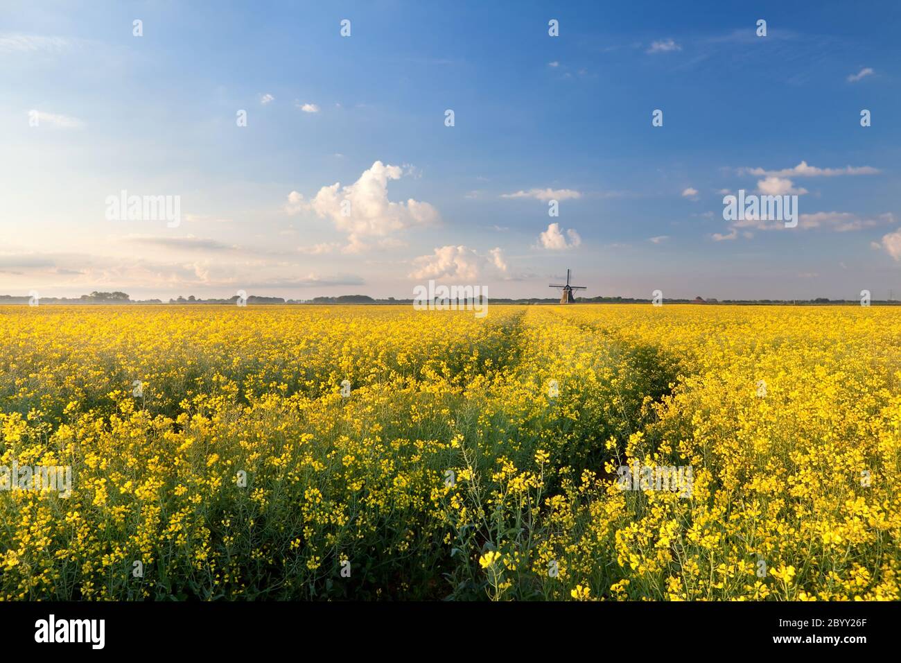 oilseed flower field in morning light Stock Photo - Alamy