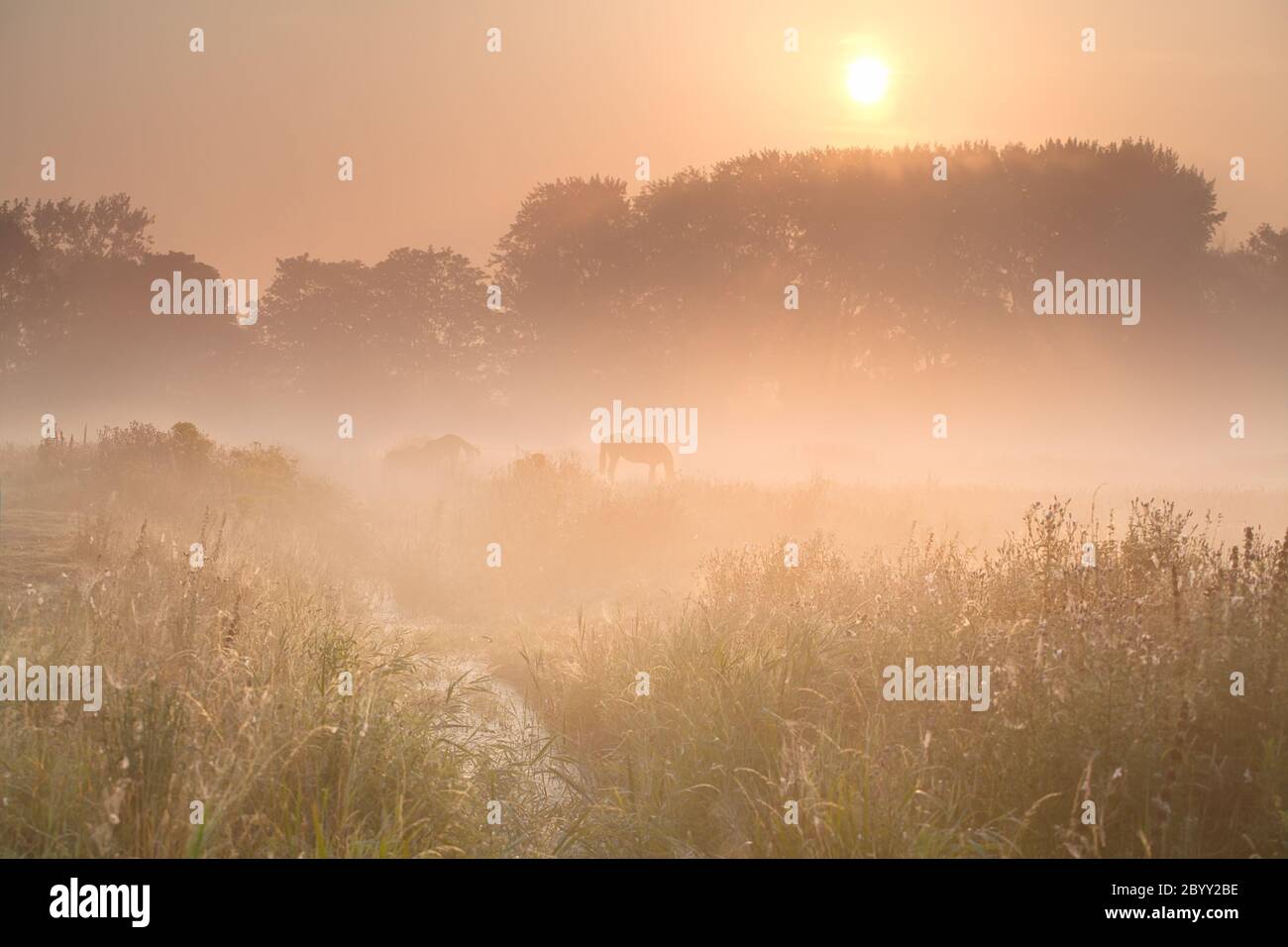 foggy sunrise over pasture with horse Stock Photo - Alamy
