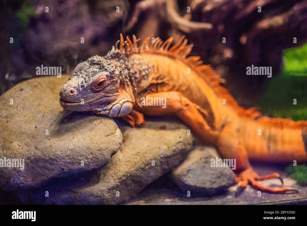 orange lizard sitting on tree in the natural habitat. close-up photos ...