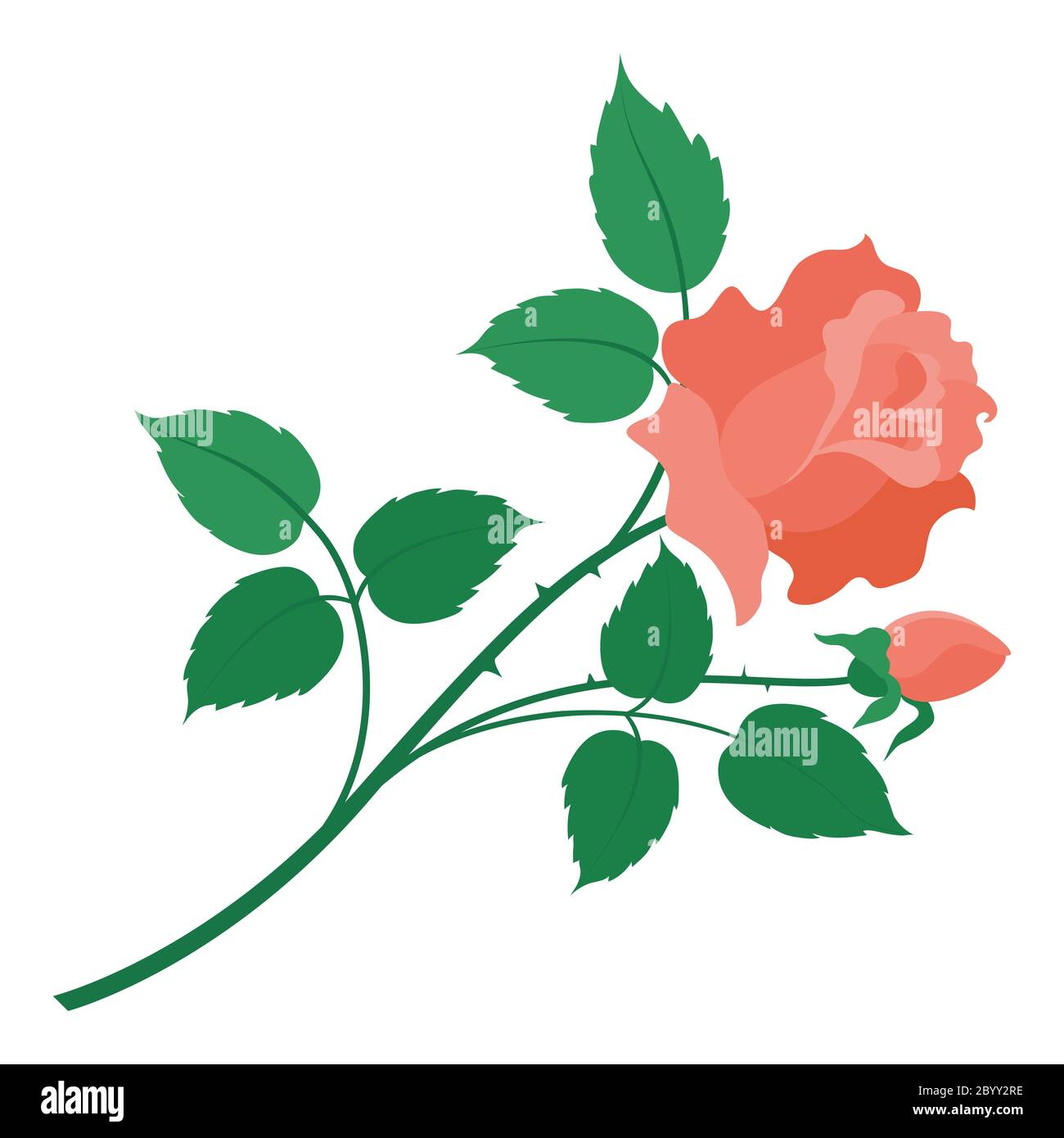 Rose flower isolated Stock Photo - Alamy