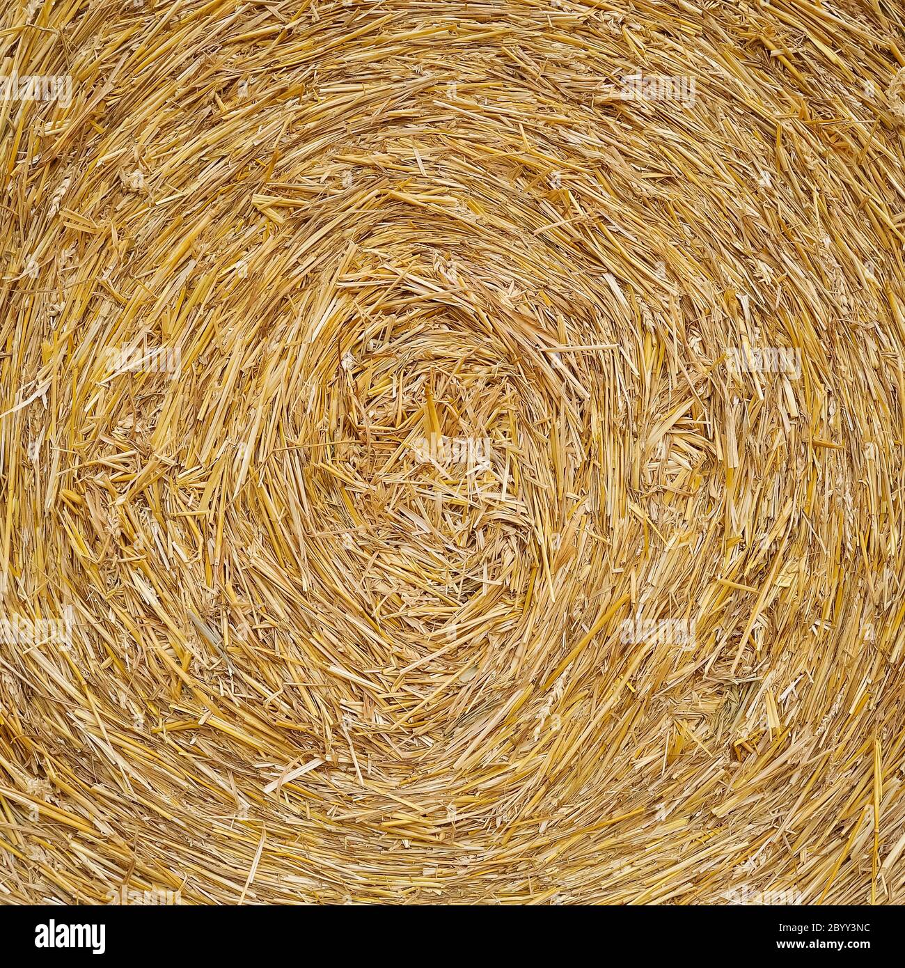 Pressed straw on corn field Stock Photo - Alamy