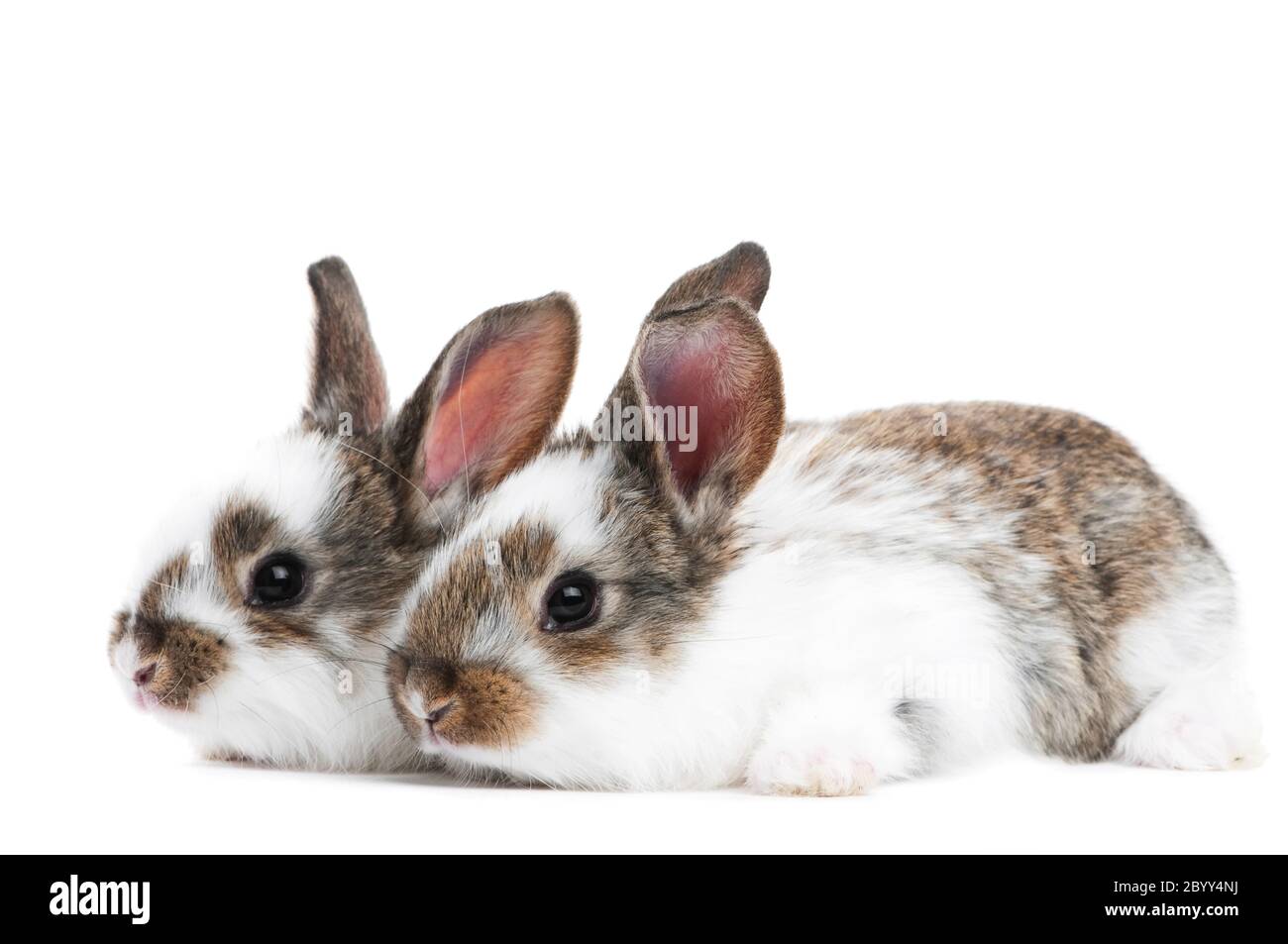 two young baby rabbit isolated Stock Photo - Alamy