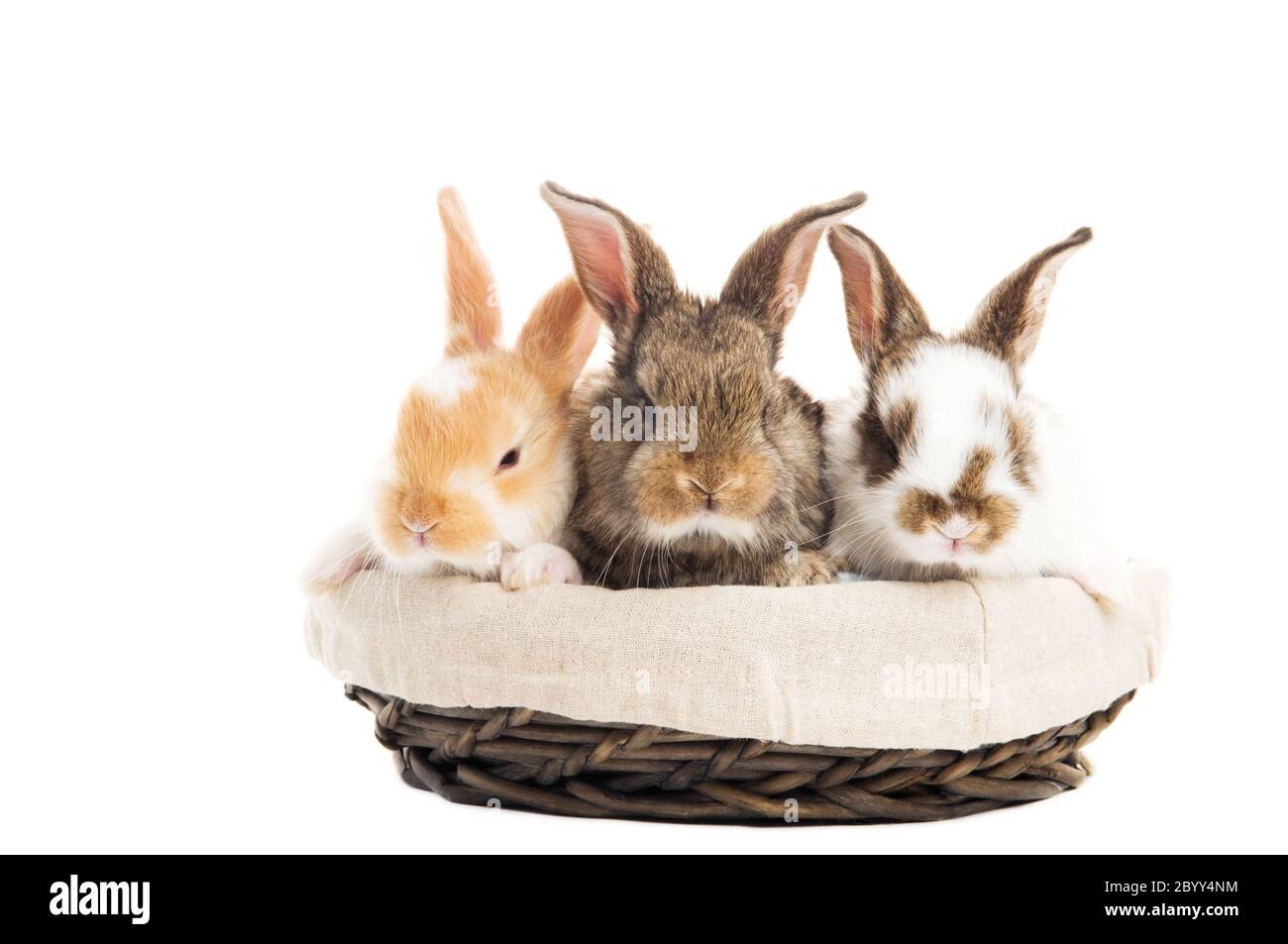 Rabbit basket hi-res stock photography and images - Alamy
