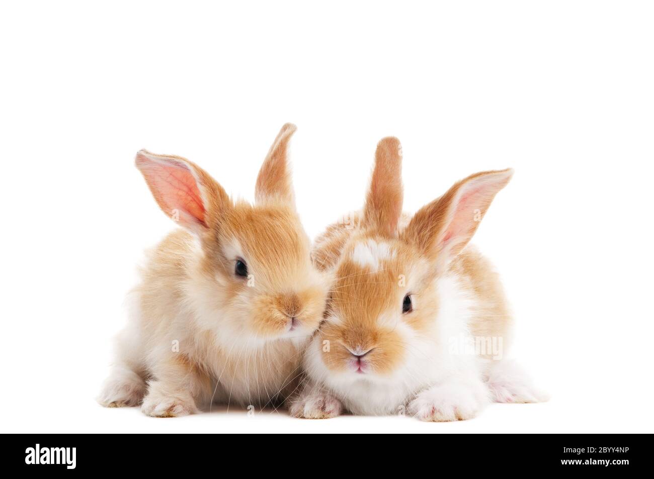 two young baby rabbit isolated Stock Photo - Alamy