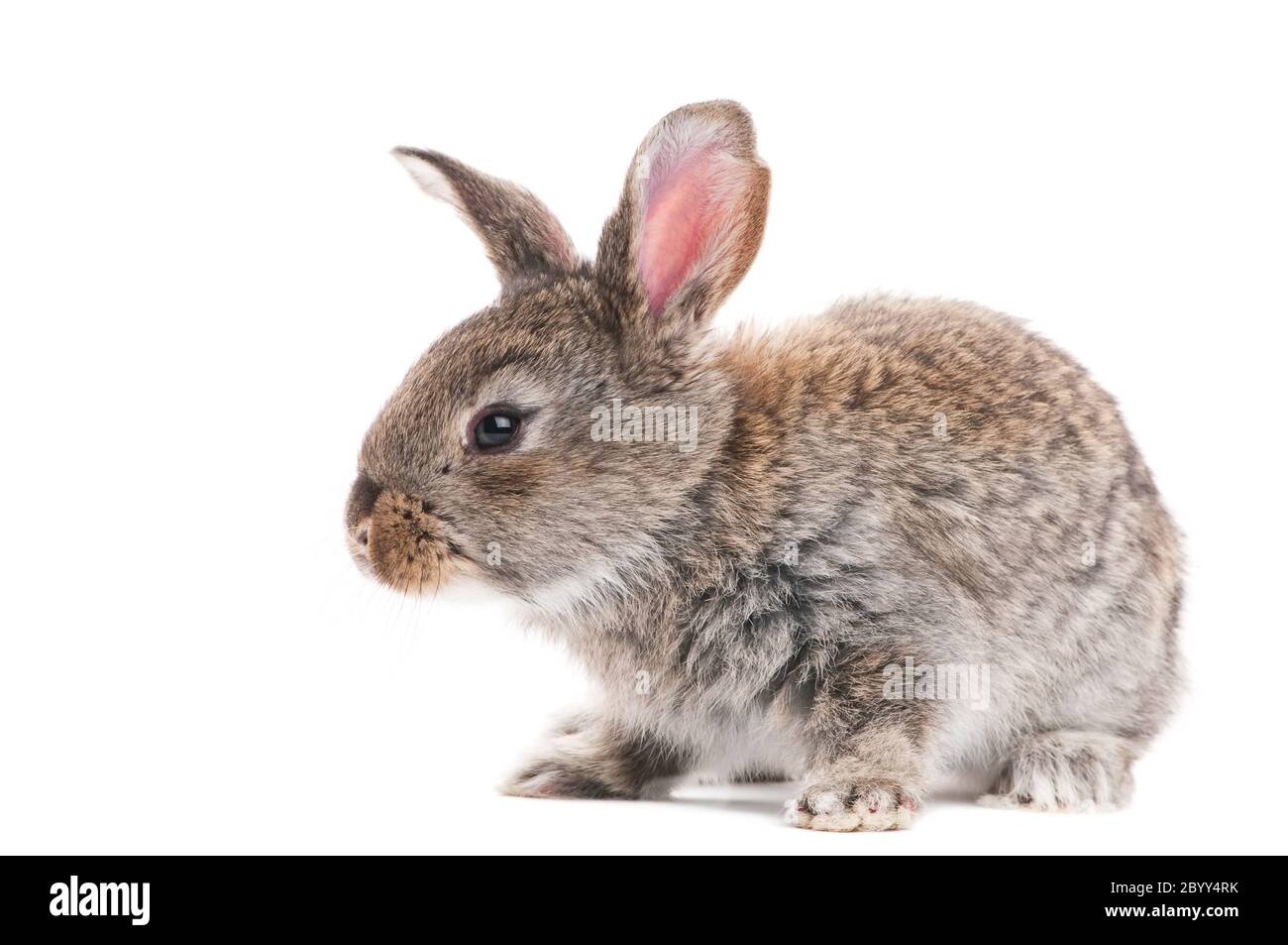 Male rabbit hi-res stock photography and images - Alamy