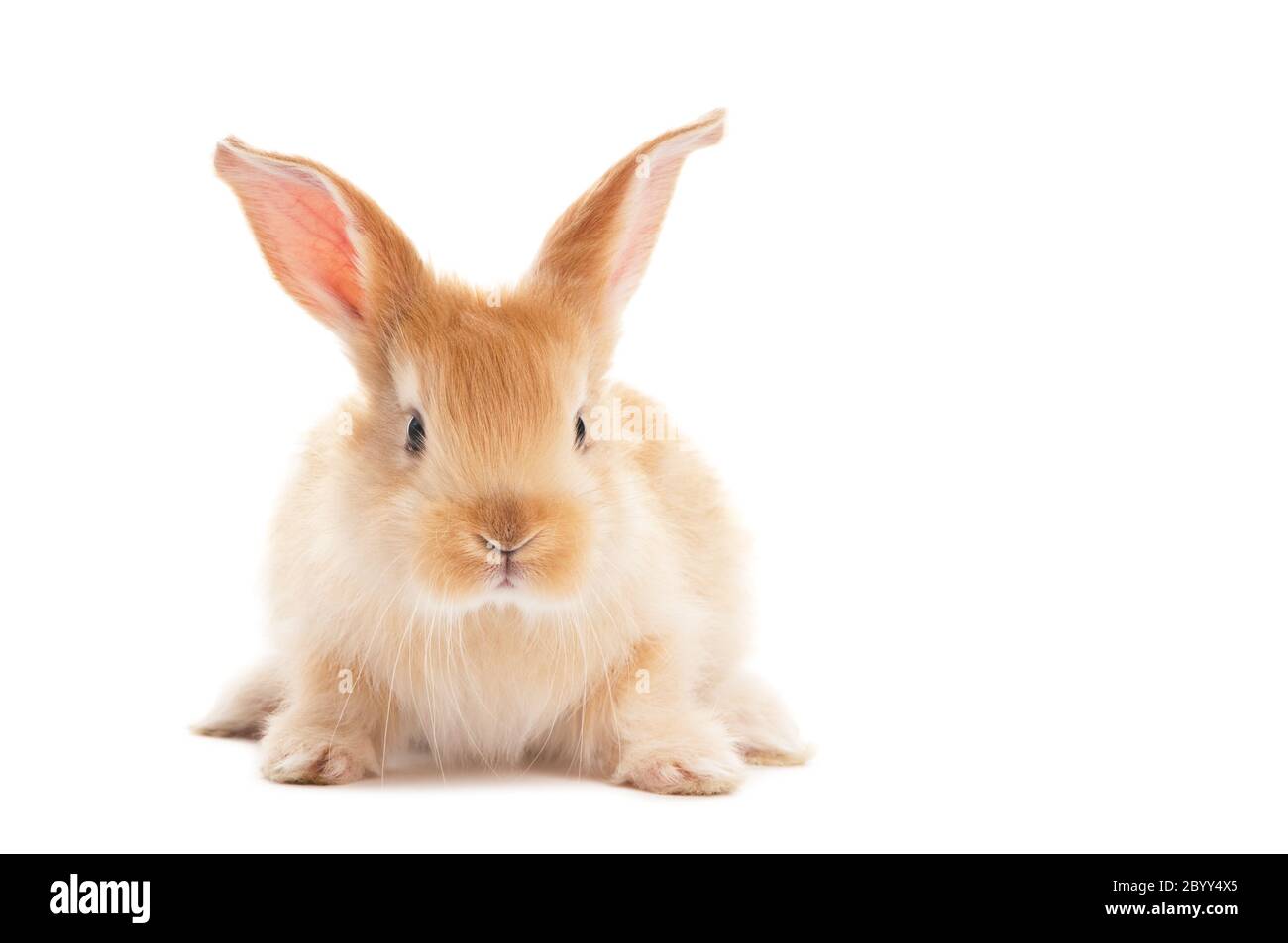one young baby rabbit isolated Stock Photo - Alamy