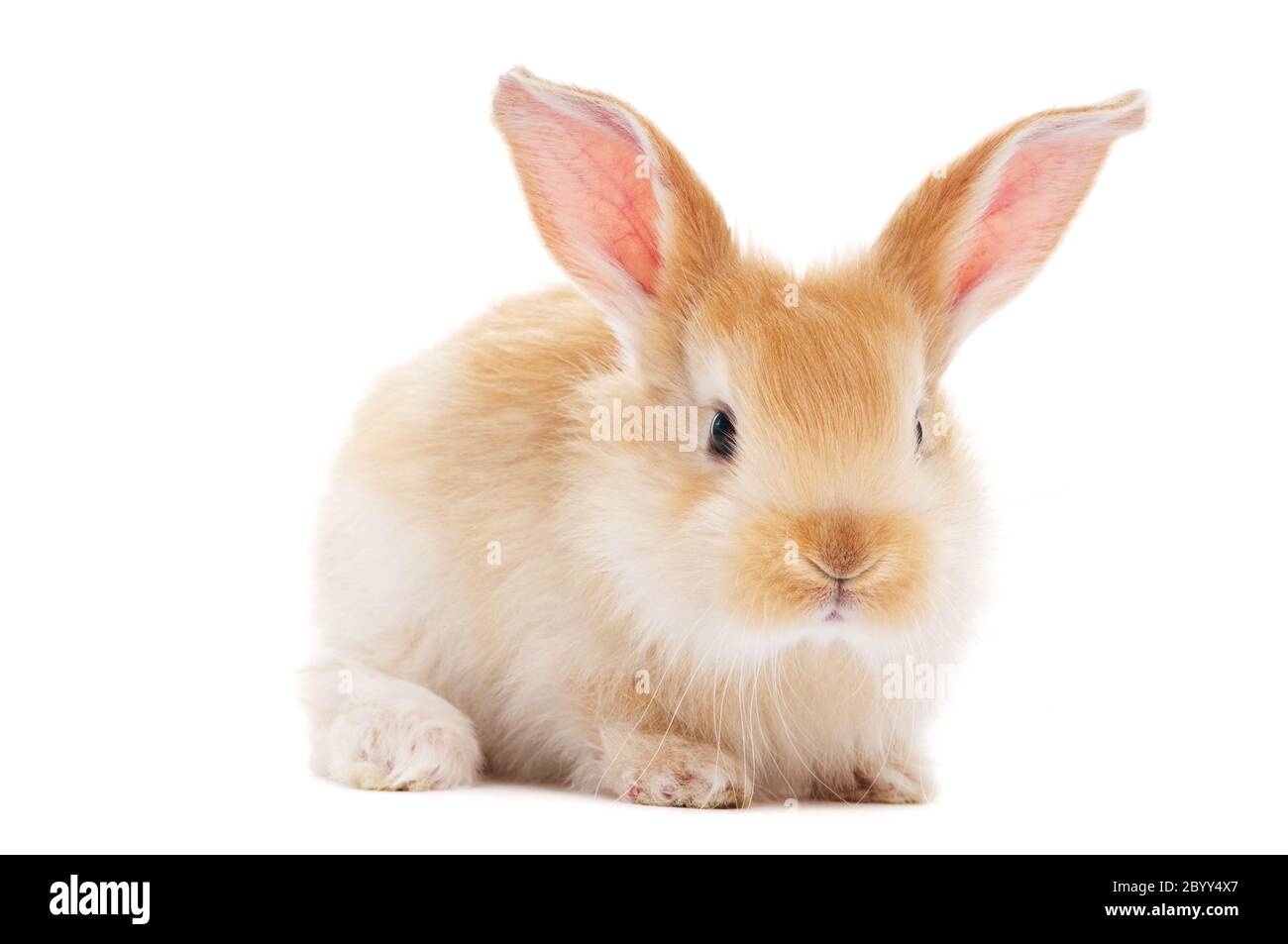 one young baby rabbit isolated Stock Photo - Alamy