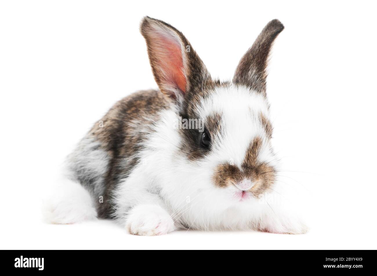 one young baby rabbit isolated Stock Photo - Alamy