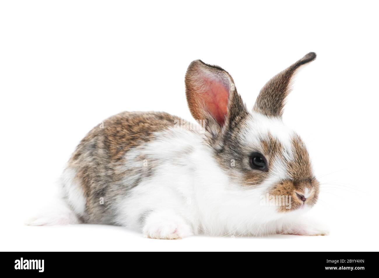 one young baby rabbit isolated Stock Photo - Alamy